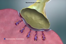 Sage Video - Neuromuscular Junction