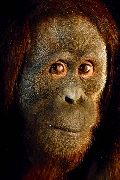 Sage Reference - Encyclopedia of Anthropology - Galdikas, Biruté Mary F ...