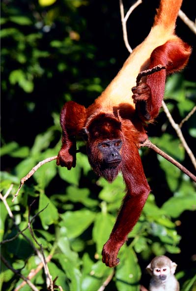 Sage Reference - Encyclopedia of Anthropology - Howling Monkeys