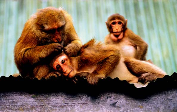 Sage Reference - Encyclopedia of Anthropology - Macaques