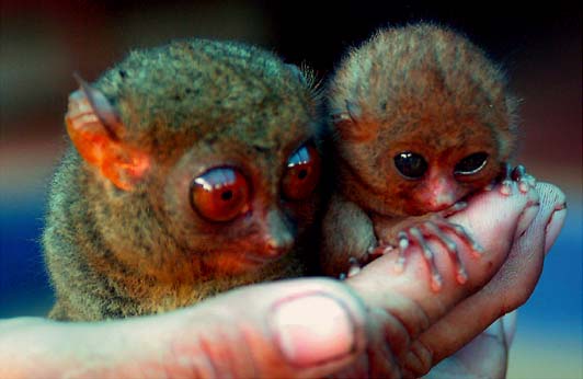 Sage Reference - Encyclopedia of Anthropology - Tarsiers
