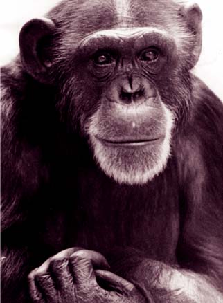 Sage Reference - Encyclopedia of Anthropology - Washoe