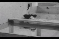 Sage Video - The Visual Cliff Study: Eleanor J. Gibson and Richard D ...