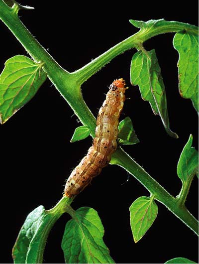 Sage Reference - Encyclopedia of Environment and Society - Bt (Bacillus ...