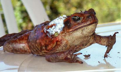 Sage Reference - Encyclopedia of Environment and Society - Cane Toad