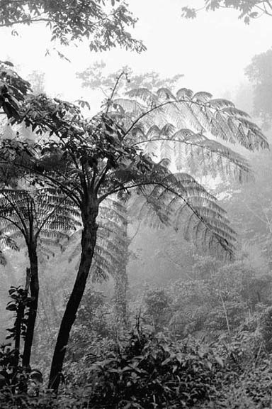 Sage Reference - Encyclopedia of Global Warming and Climate Change ...