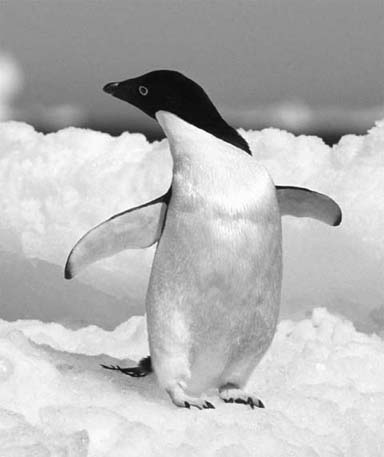 Sage Reference - Encyclopedia of Global Warming and Climate Change ...