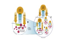 Sage Research Methods Video: Qualitative and Mixed Methods - Harnessing ...