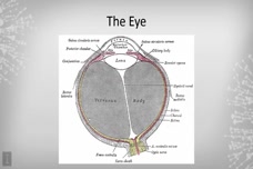 Sage Research Methods: Data Visualization - The Human Retina